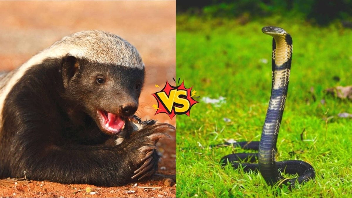 Honey Badger vs King Cobra | ராஜநாகம் vs ஹனி பேட்ஜர்.. சண்டையிட்டால் ...