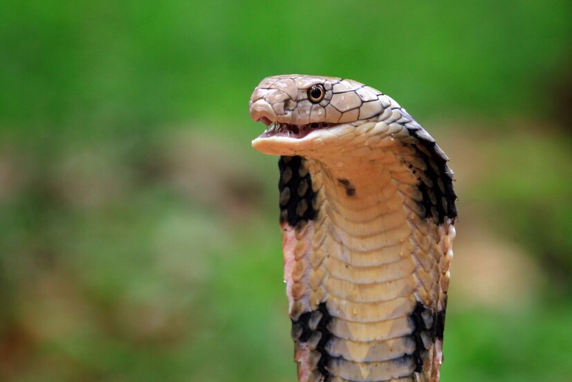 Snake Farm : லட்சக்கணக்கில் வளர்க்கப்படும் பாம்புகள்.. பணமாக மாறும் ...
