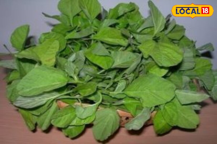 களைகள் கீரைக்கு மறைமுக எதிரி... விவசாயிகள் கட்டாயம் தெரிந்துகொள்ள ...