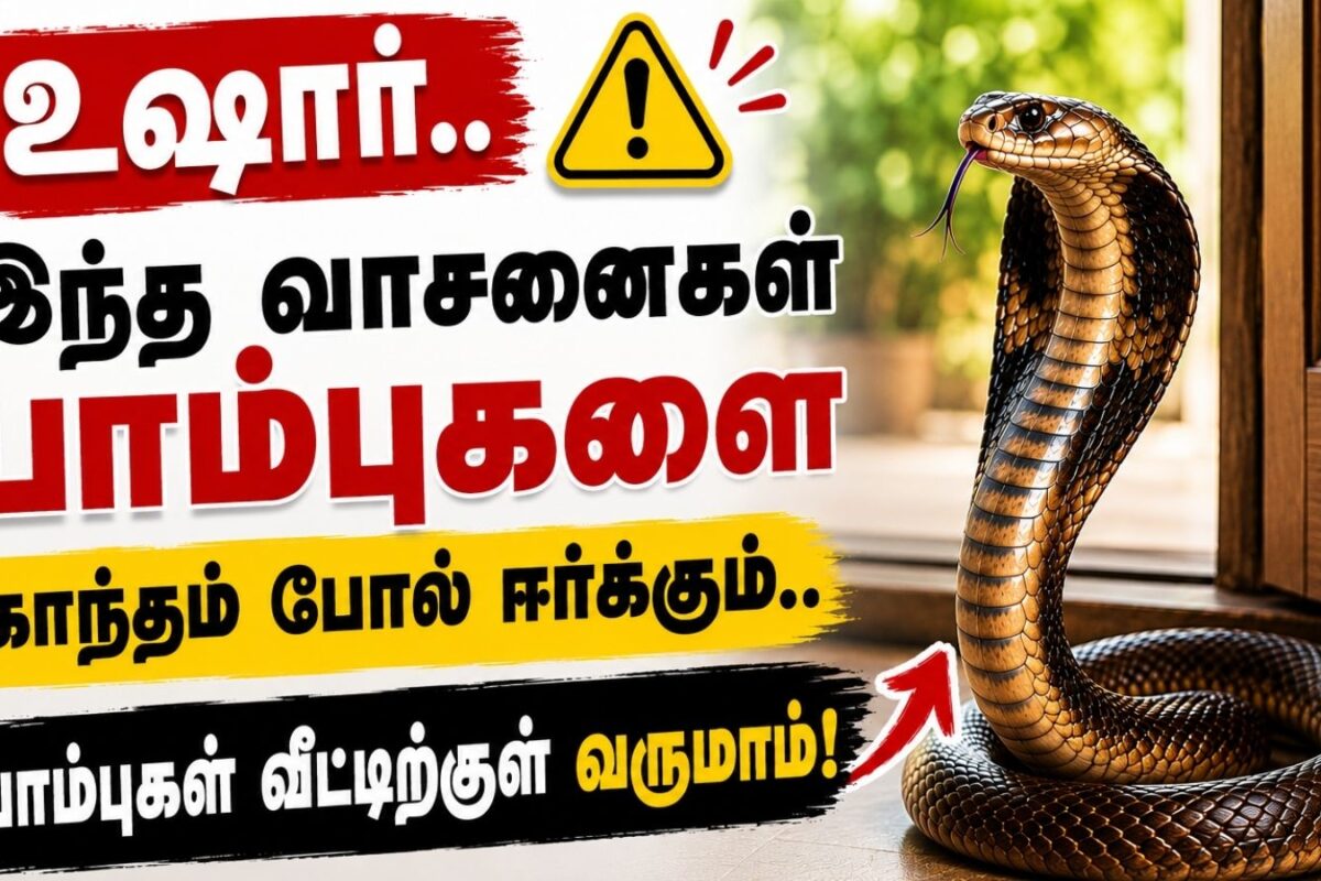 3 நாட்களில் 6,600 ஆடுகள், 2,500 பந்தய சேவல்கள் ... சேலம் வாரச்சந்தையில் ...