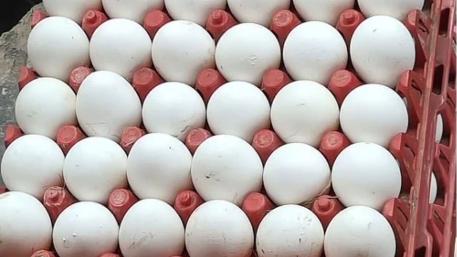 Egg Price | தொடர்ந்து உயரும் முட்டை விலை.. இன்றைய நிலவரம் என்ன ...