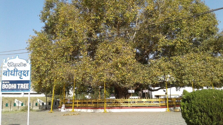 భారత్‌లో అతి ప్రాచీన చెట్లు ఇవే..! | ఇండియా న్యూస్ - News18 తెలుగు