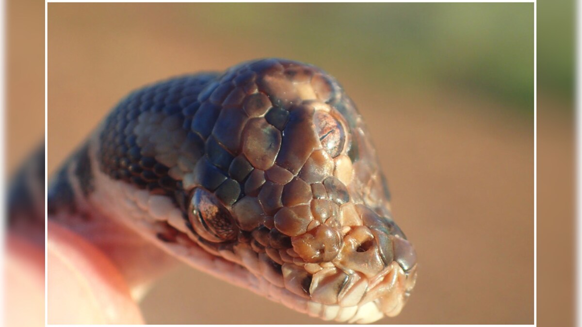 Viral : ఆ పాముకి మూడు కన్నులు.. | Three-Eyed Snake Found On Highway ...