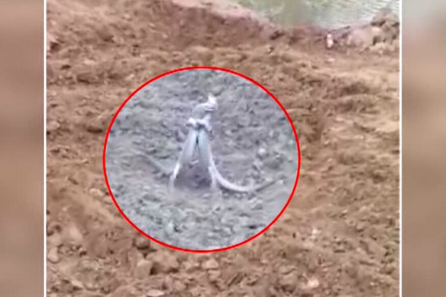 రెండు కుర్ర ఉడుములు కొట్లాడుతుంటే ఎలా ఉంటదో తెలుసా...