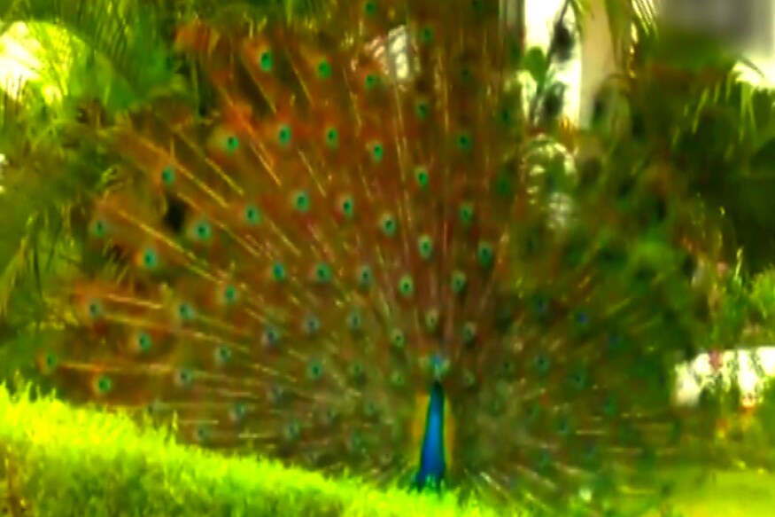 Video : రైలు పట్టాల చెంత పురివిప్పి నెమలి నాట్యం... | Tamil Nadu ...