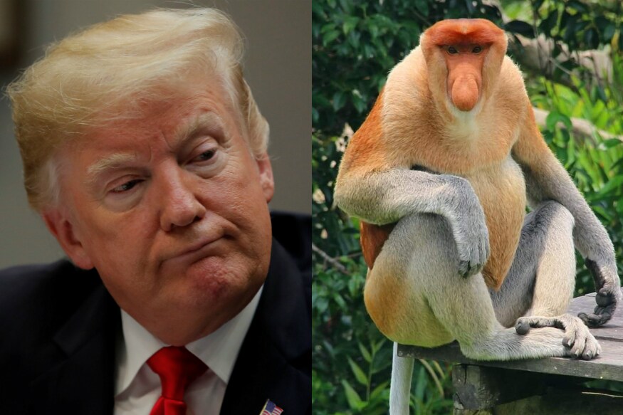 Trump vs Monkey : ట్రంప్‌ని ఆ కోతితో పోల్చుతున్న నెటిజన్లు | netizens ...