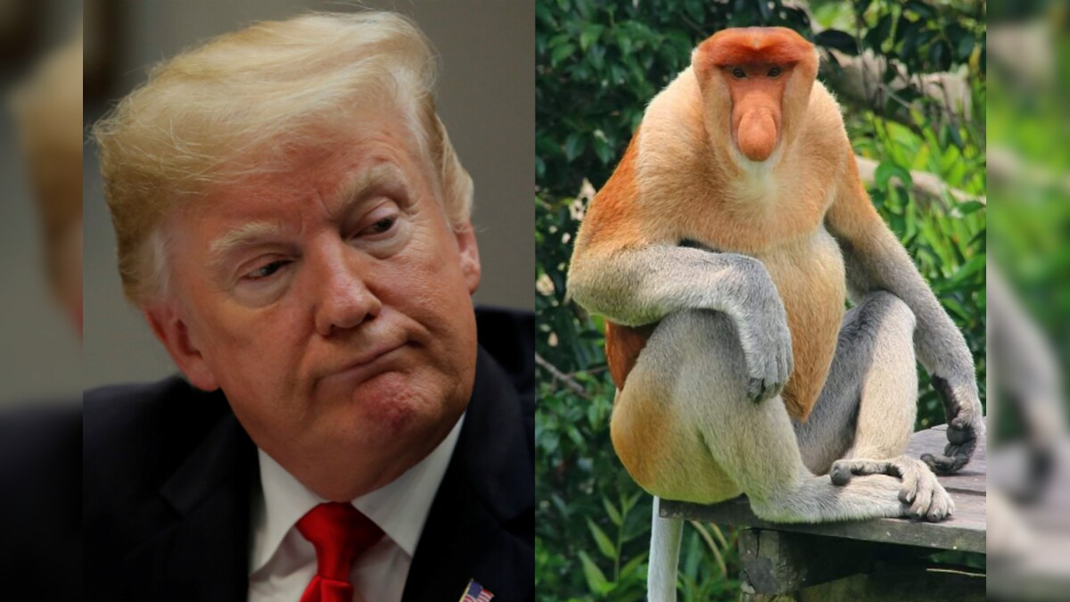 Trump vs Monkey : ట్రంప్‌ని ఆ కోతితో పోల్చుతున్న నెటిజన్లు – News18 తెలుగు