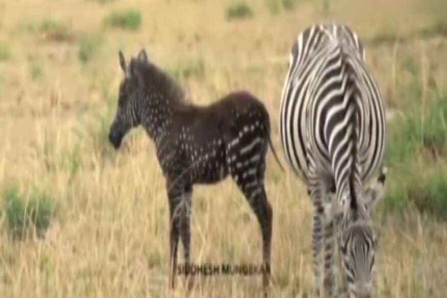 Video: అరుదైన చారల గుర్రం.. చూస్తే వావ్ అనాల్సిందే.. | A rare polka ...