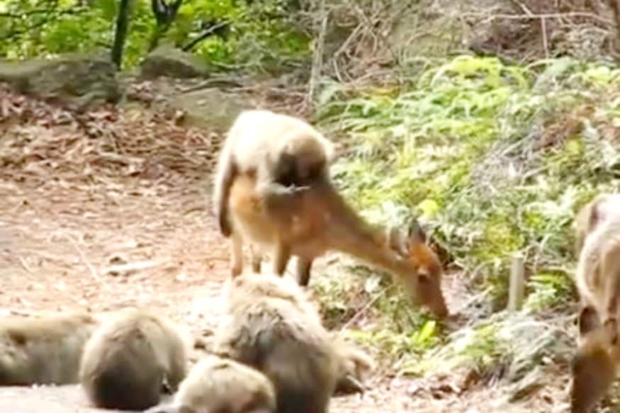 జింకపై జాయ్ రైడ్ చేసిన కోతి... వైరల్ వీడియో... | Monkey takes joy ride ...