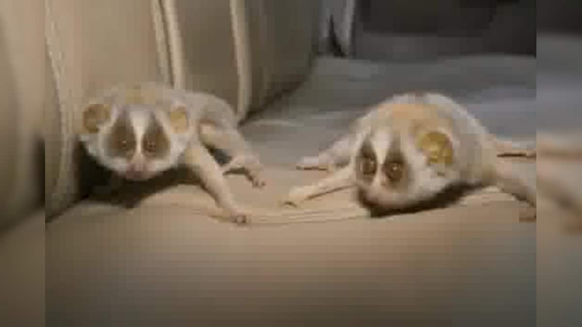 తిరుమల శేషాచలం అడవుల్లో అరుదైన పిల్లులు.. | ఆంధ్రప్రదేశ్ - News18 తెలుగు