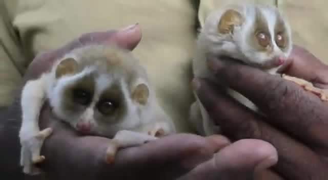 News18 Telugu - తిరుమల శేషాచలం అడవుల్లో అరుదైన పిల్లులు.. | rare ...