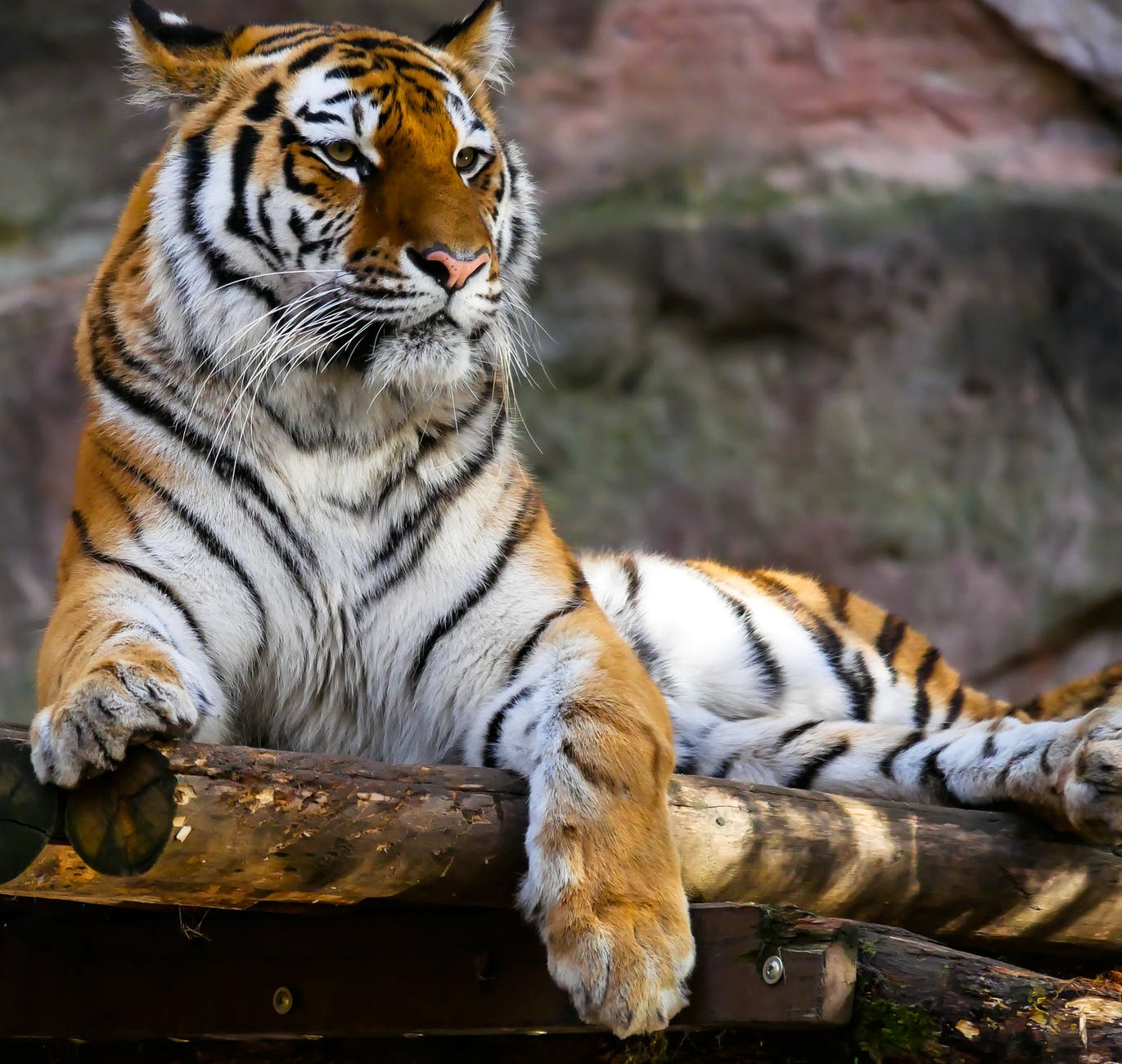 International Tiger Day 2020 : పులుల గురించి మీకు తెలియని ఆసక్తికర ...