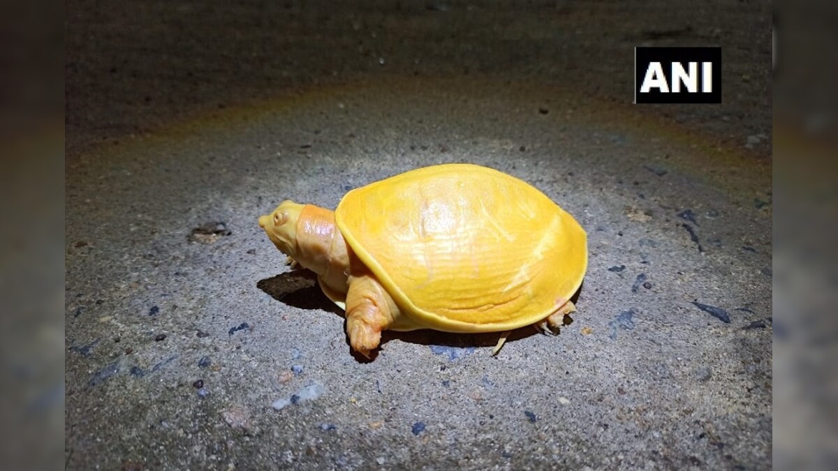 పసుపు రంగులో తాబేలు.. ఎన్నడూ చూడలేదంటున్న అటవీ అధికారులు – News18 తెలుగు