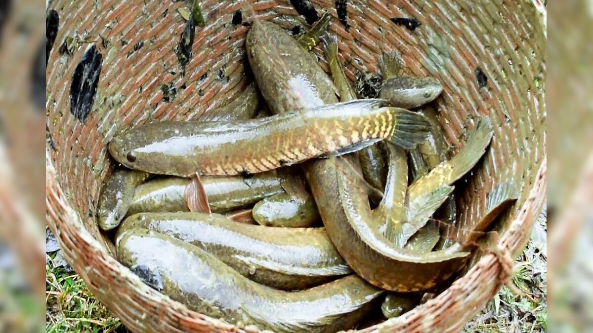 Fish for Asthma: శ్వాస సమస్యలు, ఆస్తమా ఉన్నాయా... ఈ చేపలు తినండి ...