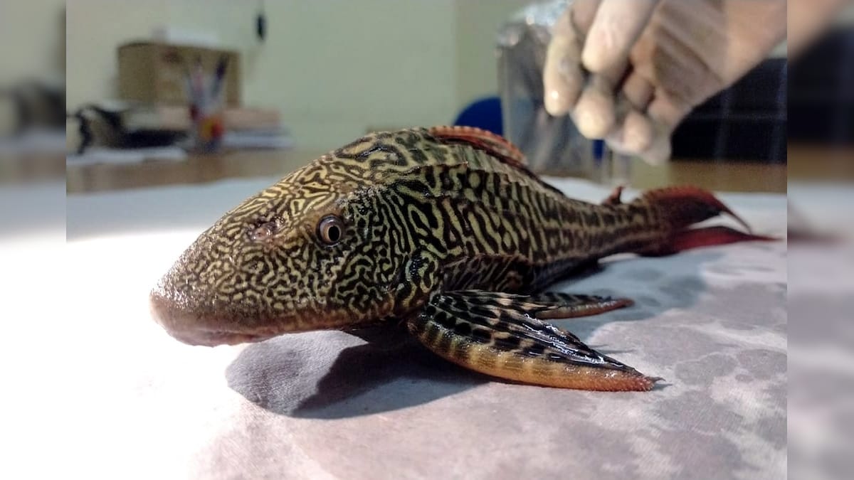 Danger Fish: గంగానదిలో వింత చేప... దేశానికే ప్రమాదమన్న సైంటిస్టులు ...