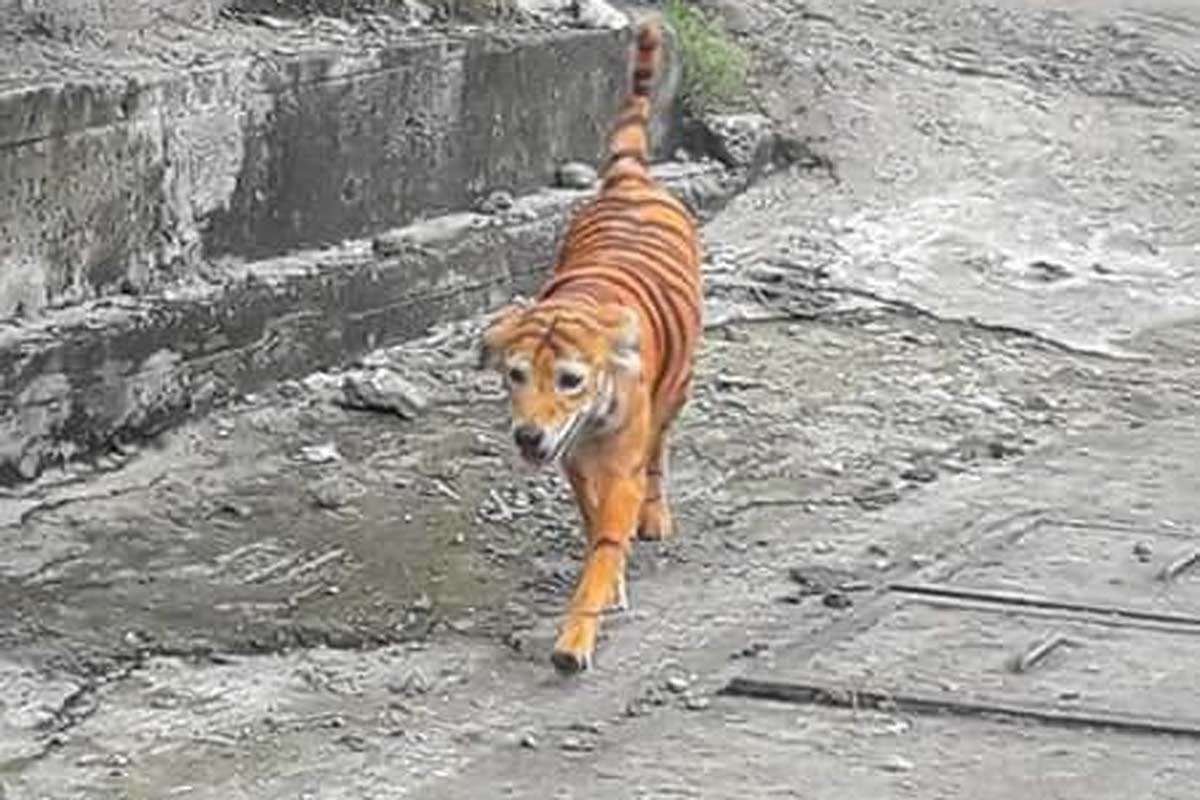 Dog looks like tiger after Painting on it netizens shower anger on ...