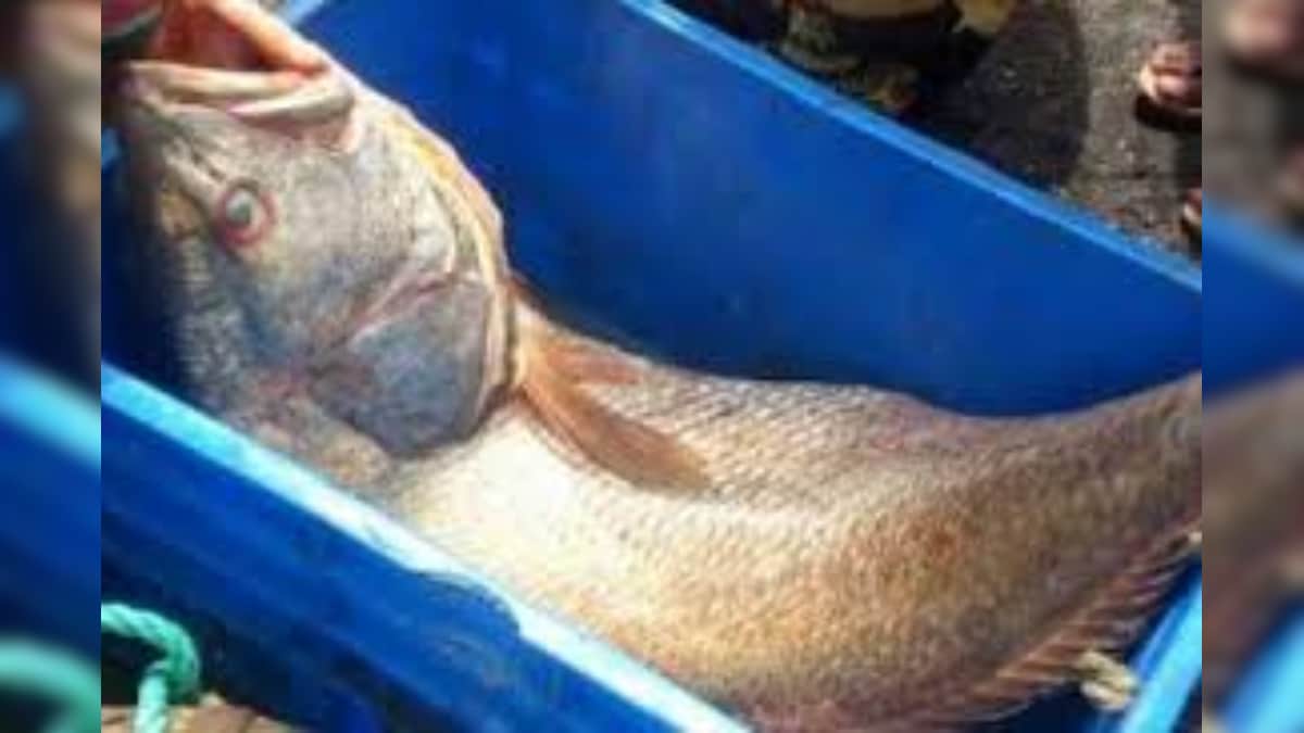 Ghol Fish: కచిడి చేప.. ఒక్కటి దొరికినా లక్షాధికారి కావచ్చు.. ఏంటి దీని ...