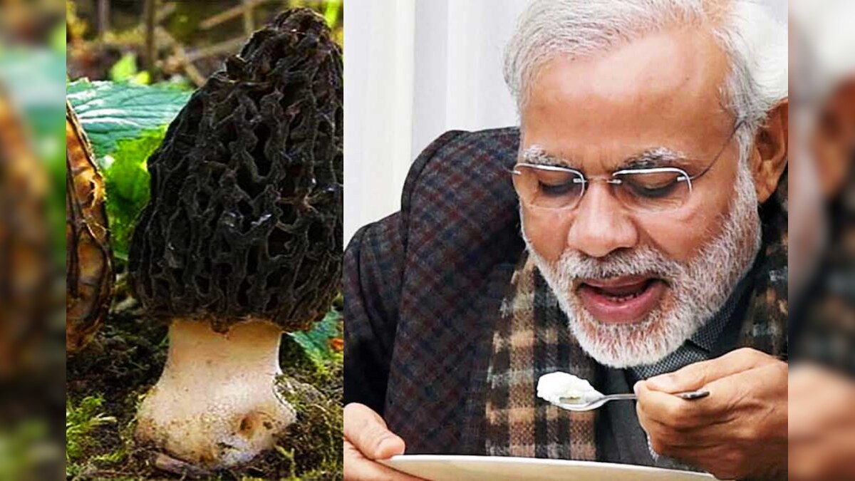 ప్రధాని మోదీ రుచి చూసిన ఈ పుట్టగొడుగు రేటెంతో తెలుసా...ఏకంగా అర తులం ...