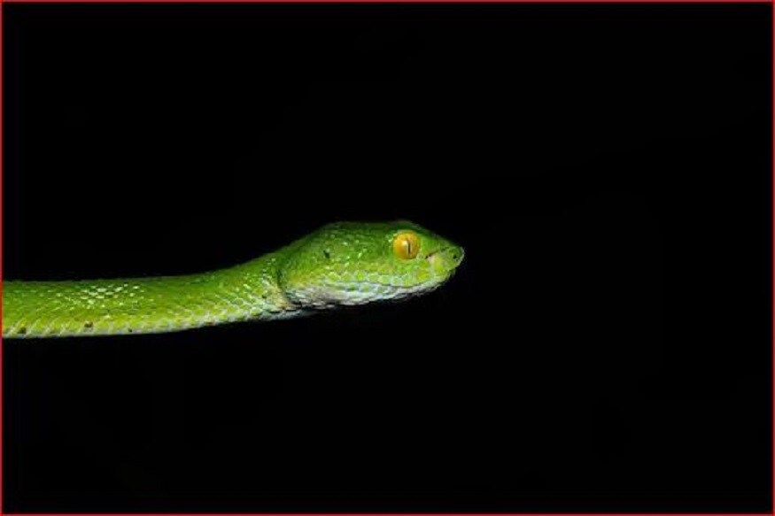 Snake Marriage: ఆశ్చర్యం.. వింత.. పామును ప్రేమించి, పెళ్లాడిన యువకుడు ...