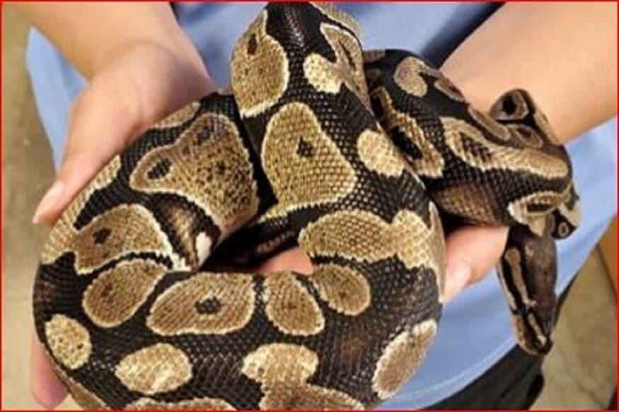 Snake Marriage: ఆశ్చర్యం.. వింత.. పామును ప్రేమించి, పెళ్లాడిన యువకుడు ...