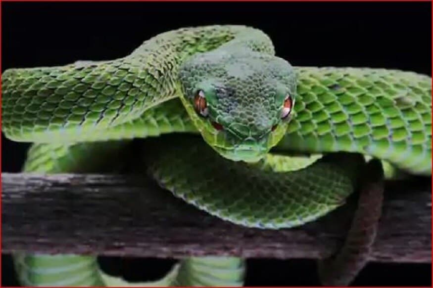 Snake Marriage: ఆశ్చర్యం.. వింత.. పామును ప్రేమించి, పెళ్లాడిన యువకుడు ...