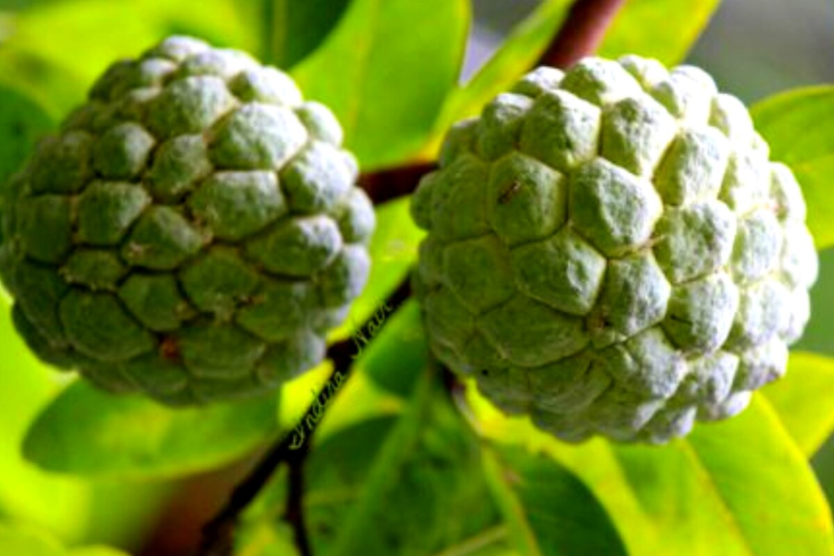 Sitaphal Myths And Facts: సీతాఫలంపై అపోహలు, నిజాలు. ఈ సీజన్‌లో ఎందుకు ...