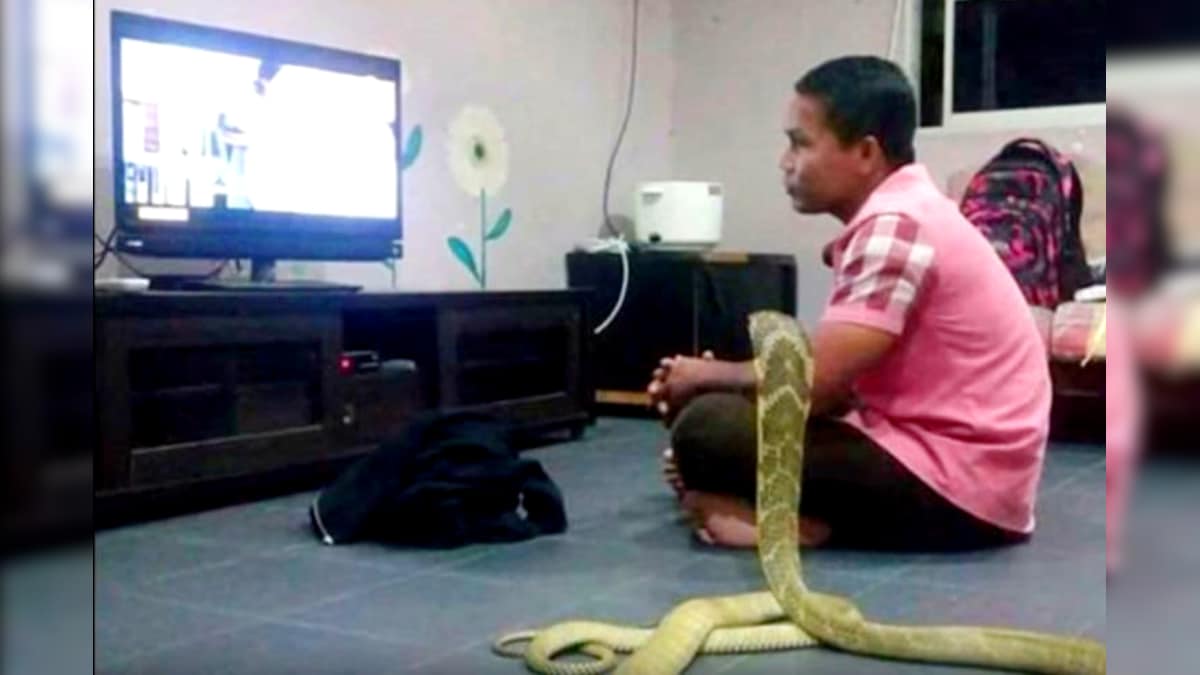 Snake Marriage: ఆశ్చర్యం.. వింత.. పామును ప్రేమించి, పెళ్లాడిన యువకుడు ...