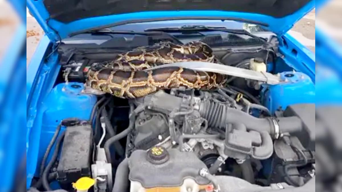 10 Foot Python: కారు ఇంజిన్‌లో దాక్కున్న కొండచిలువ... షాకింగ్ వైరల్ ...
