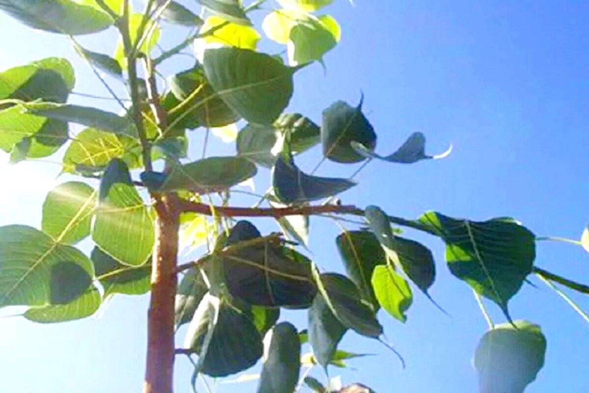 Peepal Leaf Health Benefits: రావి చెట్టు ఆకులతో అద్భుత ఆరోగ్య ...