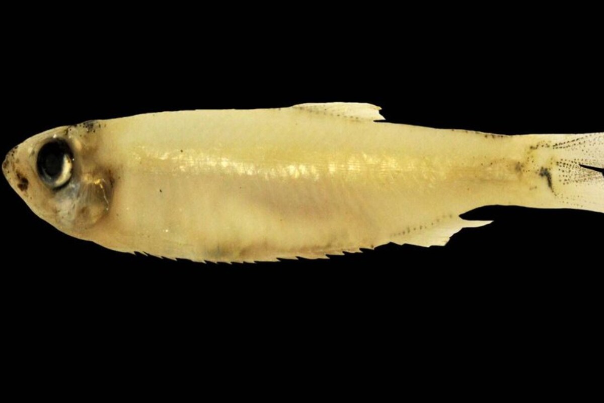 Gangetic fish: తెలంగాణలో కనిపించిన అరుదైన గంగానది చేప... ఏం జరగబోతోంది ...