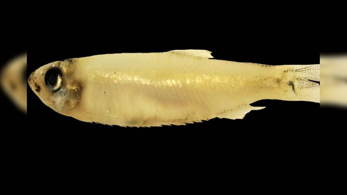 Gangetic fish: తెలంగాణలో కనిపించిన అరుదైన గంగానది చేప... ఏం జరగబోతోంది ...