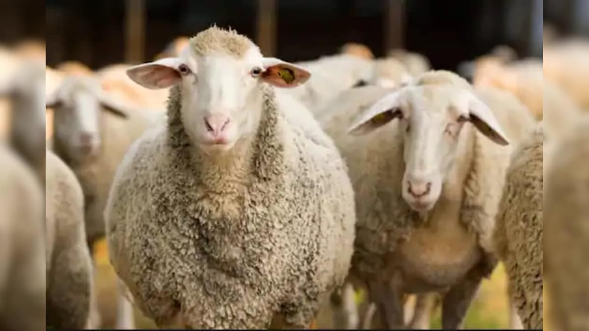 Andhra Pradesh: మూగ జీవాల పెళ్లి.. గొర్రె, పొట్టేలుకు కల్యాణం జరిపించిన ...