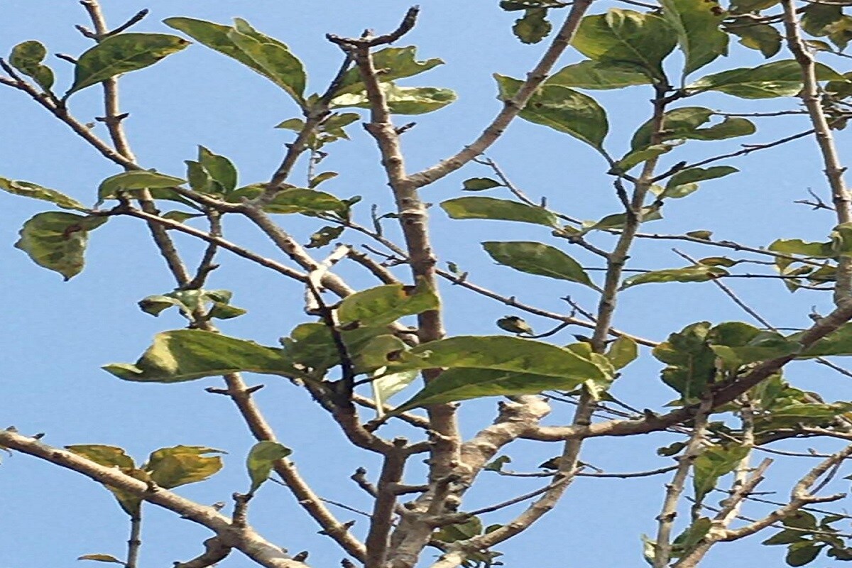 చక్కిలిగింతల చెట్టు.. ముట్టుకుంటే నవ్వే.. ఎక్కడుందో తెలుసా? – News18 తెలుగు