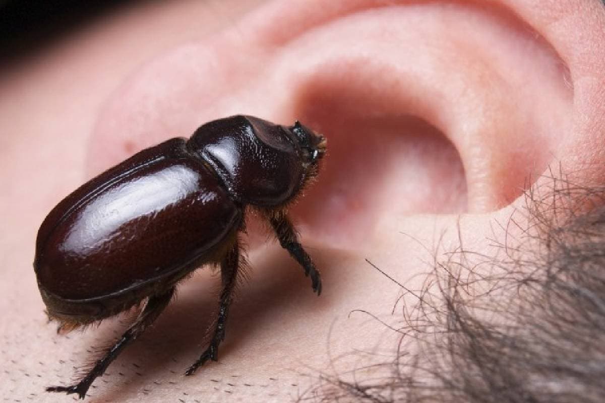 Insect in ear: చెవిలో పురుగు దూరిందా... వెంటనే ఈ సింపుల్ చిట్కా ...