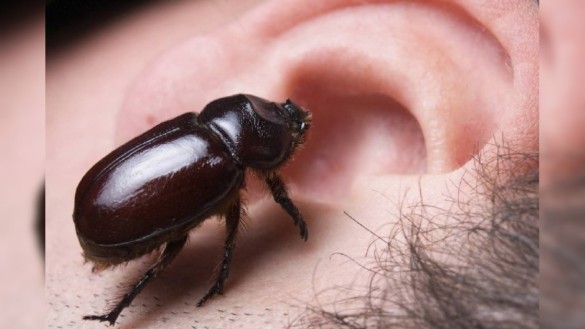 Insect in ear: చెవిలో పురుగు దూరిందా... వెంటనే ఈ సింపుల్ చిట్కా ...