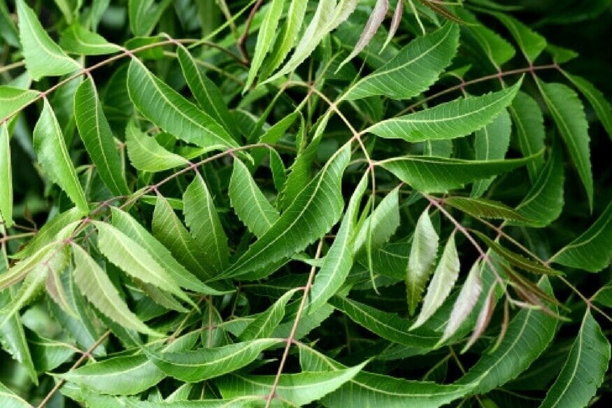 Health Tips: చేదుగా ఉన్నా పర్లేదు.. వేపాకు రసం తాగండి.. మీ అంత ...