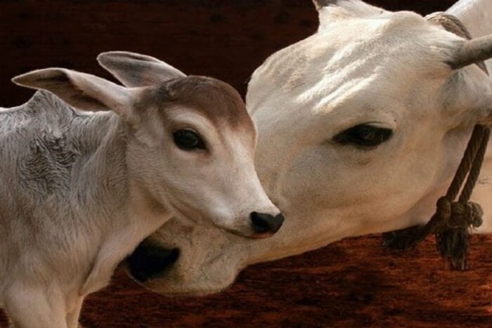 Andhra Pradesh: ఒకే విడతలో మూడు దూడలు.. గోమాత ఘనత.. వరల్డ్ రికార్డ్ ...