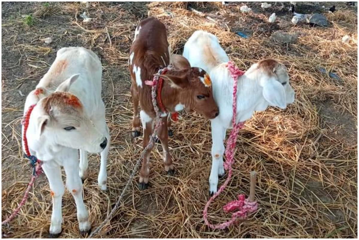 గుంటూరు జిల్లాలో ఒకే విడతలో మూడు ఆవుదూడలు జననం - Guntur Cow give birth ...