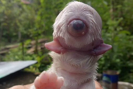 Cyclops: ఒంటి కన్ను.. రెండు నాలుకలు.. ముక్కు లేదు.. వింత కుక్క పిల్ల ...