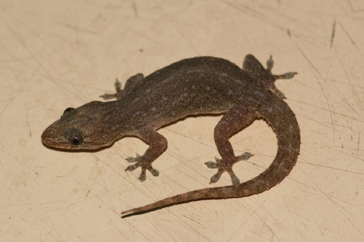 Lizard Vastu: ఇంట్లోకి ఆ దిశ నుంచి బల్లి వస్తే ఇక పండుగే.. అపర కుబేరులు ...