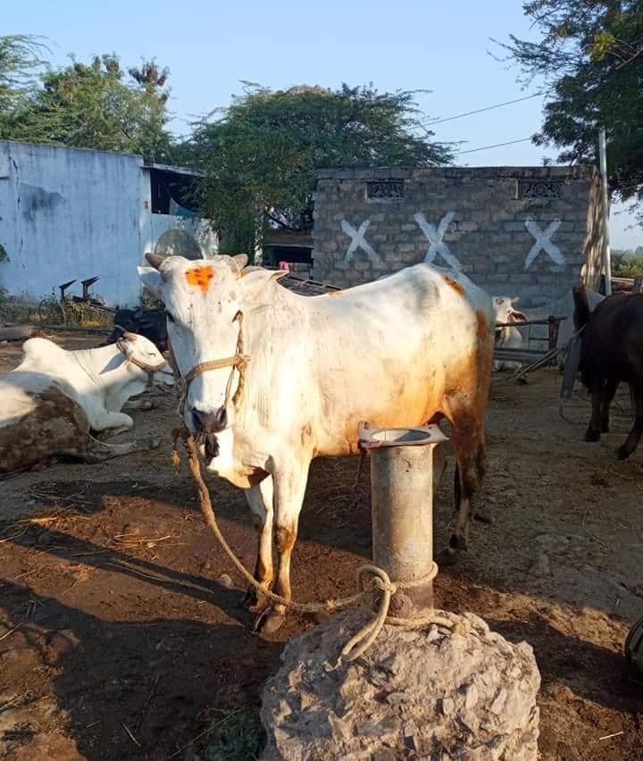 గుంటూరు జిల్లాలో ఒకే విడతలో మూడు ఆవుదూడలు జననం - Guntur Cow give birth ...