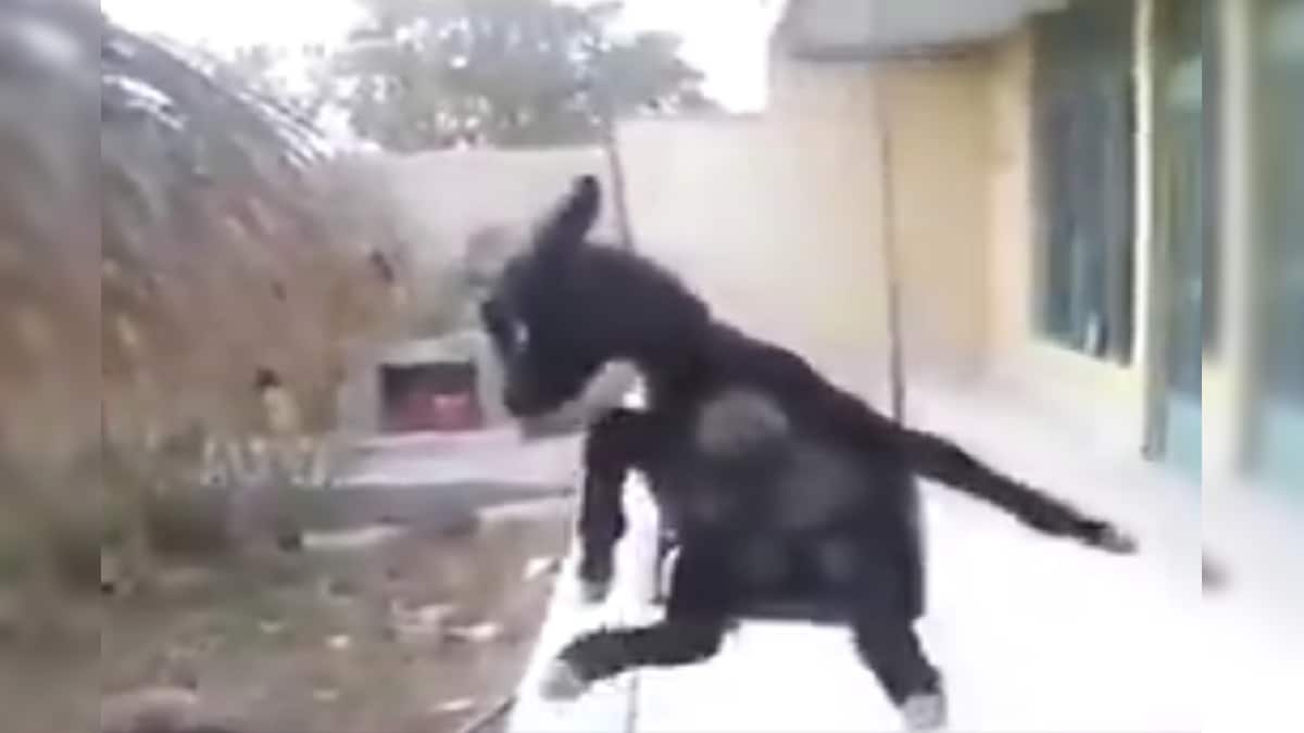 Viral video: ఈ గాడిద ప్రత్యేకత వేరు.. జీవితంలో చూసి ఉండరు.. కావాలంటే ...