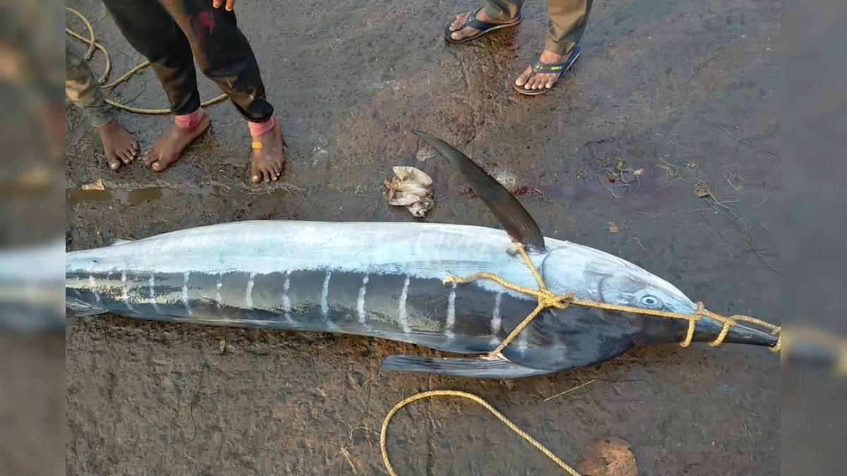 Kommu Konam Fish: ఈ చేప వలకి చిక్కితే కాసుల పంటే..! తింటే రుచుల విందే ...
