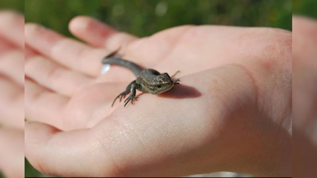lizard vastu: ఇంట్లోకి ఆ దిశ నుంచి బల్లి వస్తే... ఏం జరుగుతుందో తెలుసా?