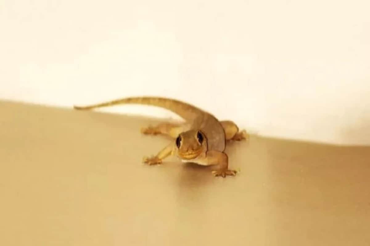 Lizard Vastu: ఇంట్లోకి ఆ దిశ నుంచి బల్లి వస్తే ఇక పండుగే.. అపర కుబేరులు ...