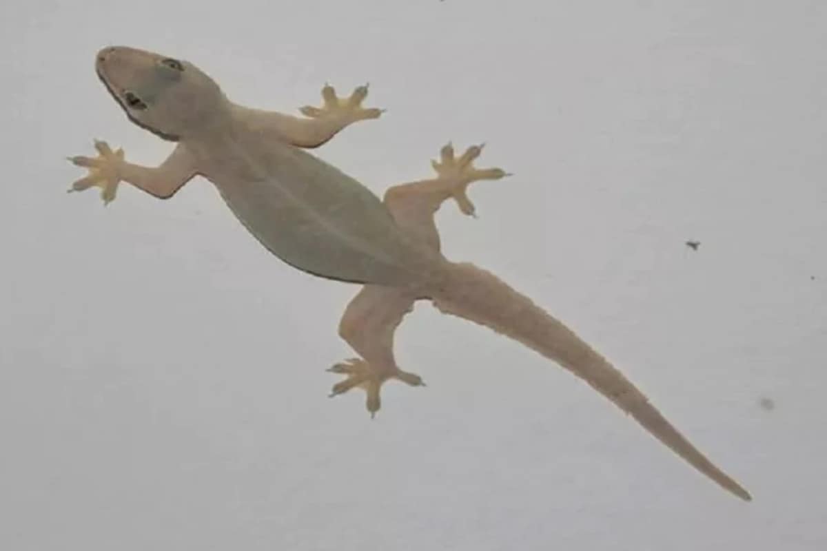 Lizard Vastu: ఇంట్లోకి ఆ దిశ నుంచి బల్లి వస్తే ఇక పండుగే.. అపర కుబేరులు ...