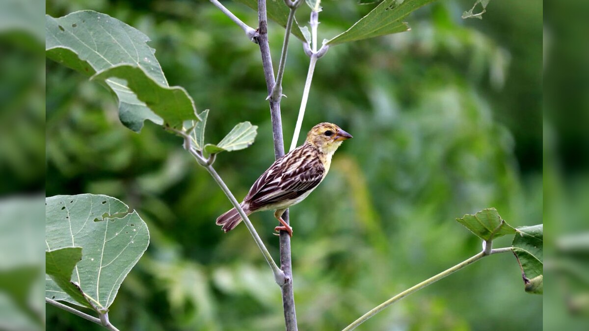 World Sparrow Day 2021: అంతరించిపోతున్న పిచ్చుకలు.. ఆ రెండే అసలు ...