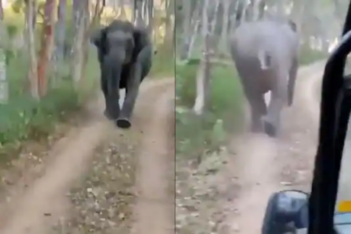 Elephants chasing: అడవిలో పర్యాటకుల సఫారీ.. వెంబడించిన ఏనుగులు.. వైరల్ వీడియో | Elephants ...