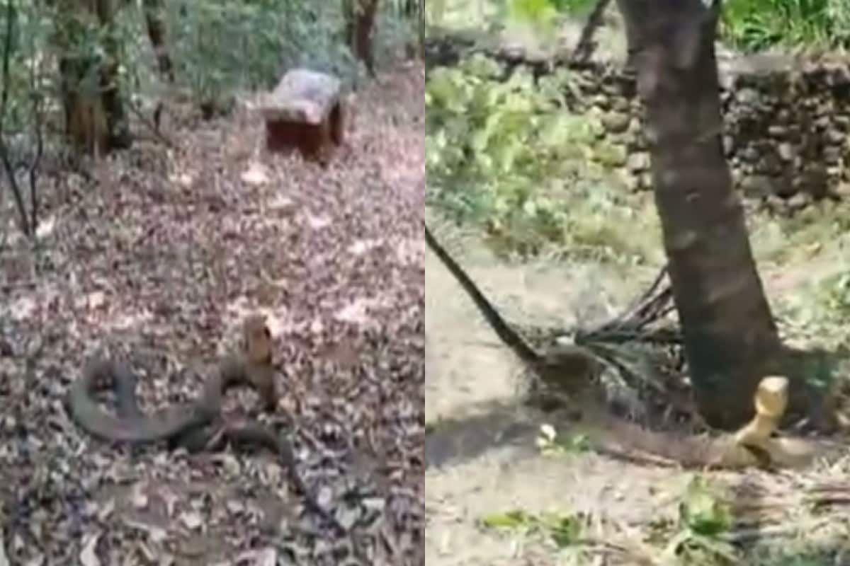 Snake: 14 అడుగుల పొడవైన కళింగ సర్పం.. మూడు రోజులుగా ఒకే చెట్టుపై ...