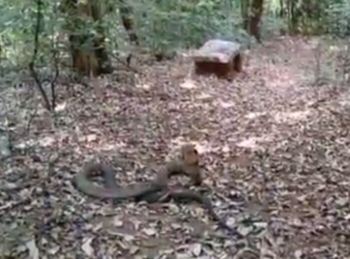 Snake: 14 అడుగుల పొడవైన కళింగ సర్పం.. మూడు రోజులుగా ఒకే చెట్టుపై..